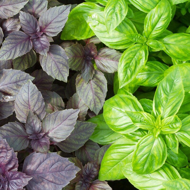 Базилик (Ocimum basilicum)